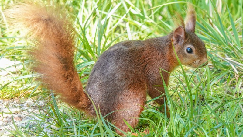New study confirms red squirrels are resilient to climate change in ...
