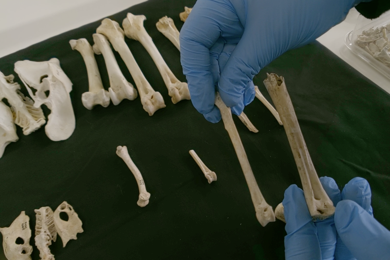 Research reveals new evidence about when, where, and how chickens were ...