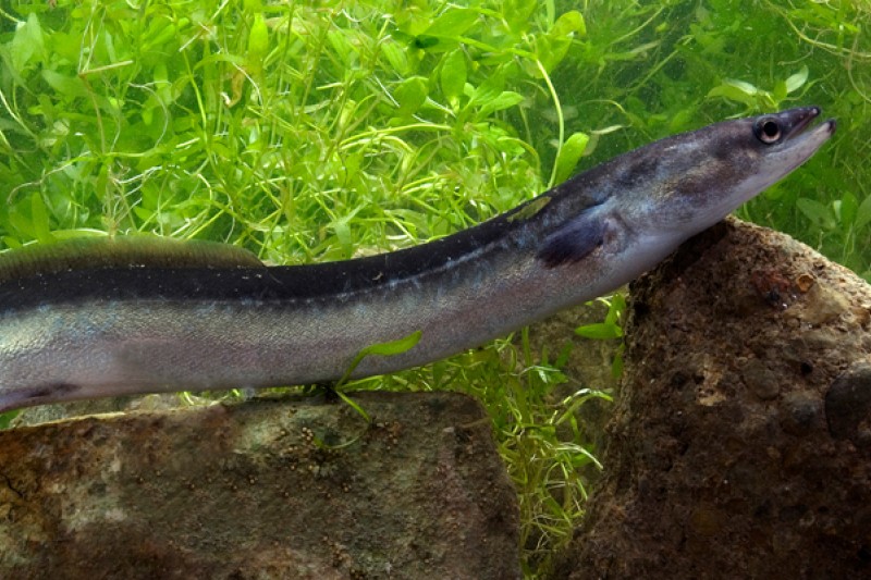 Silver European eel discovered in Cyprus for the first time ...