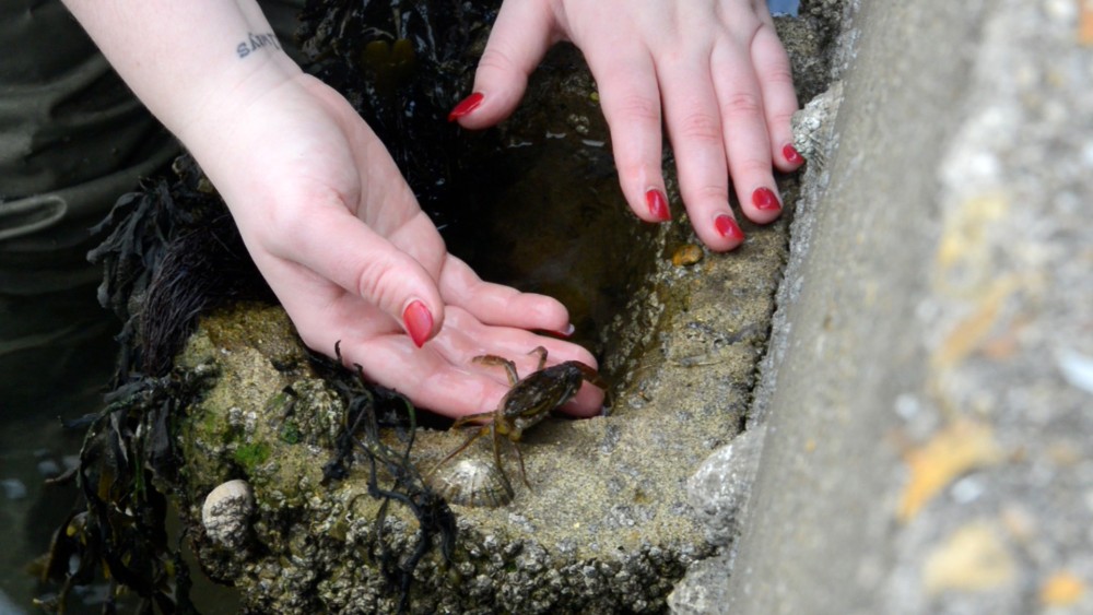Artificial rockpools give new lease of life to south coast’s marine ...